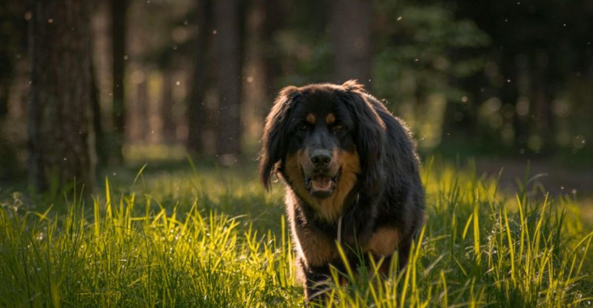 16 Noble Dog Breeds That Carry a Regal, Royal Presence