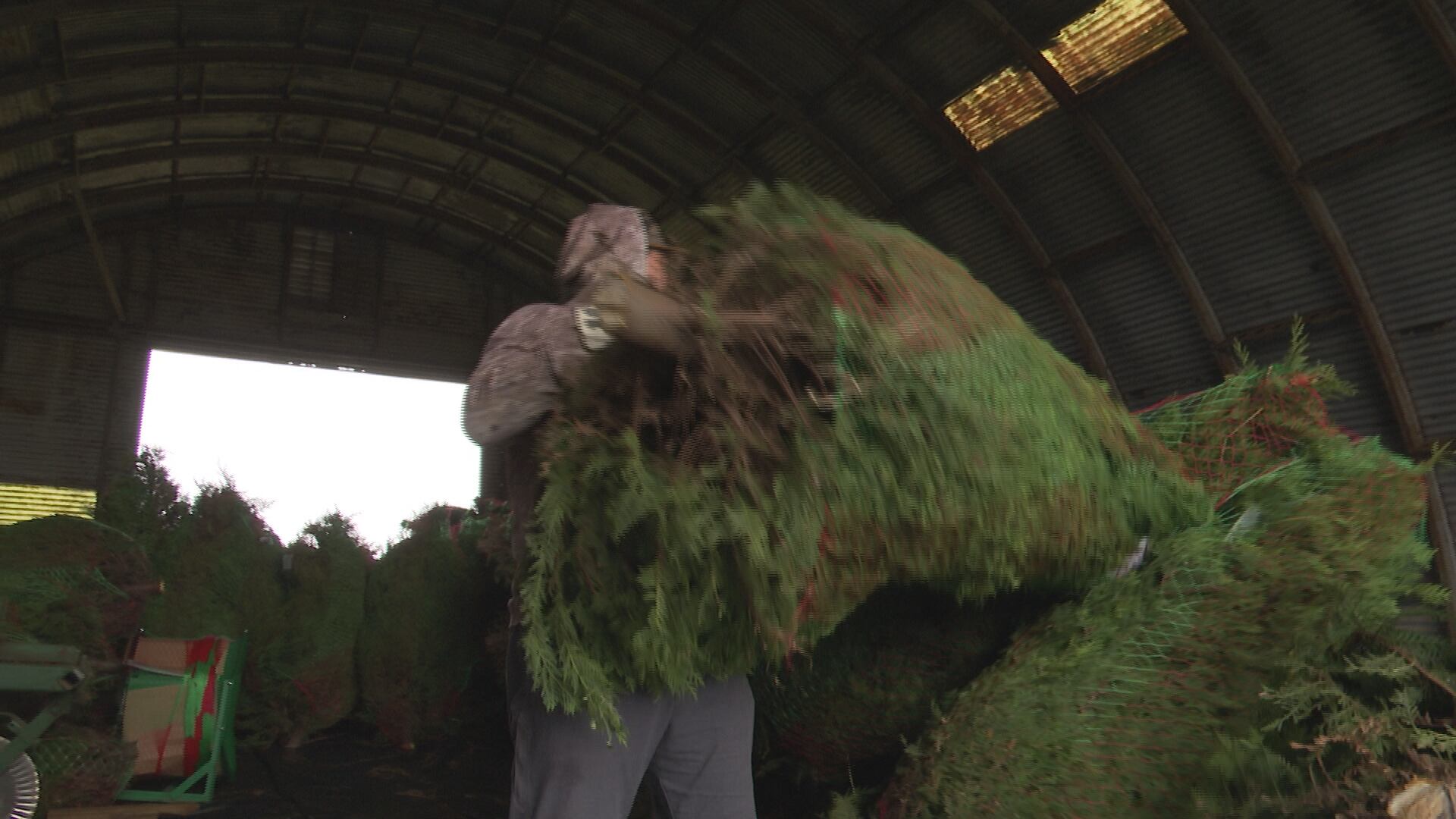 Hundreds of Christmas trees from Baldwin County headed to Marine base ...