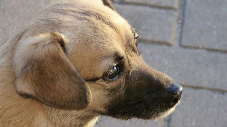 10 Signs that your dog may not have much time left