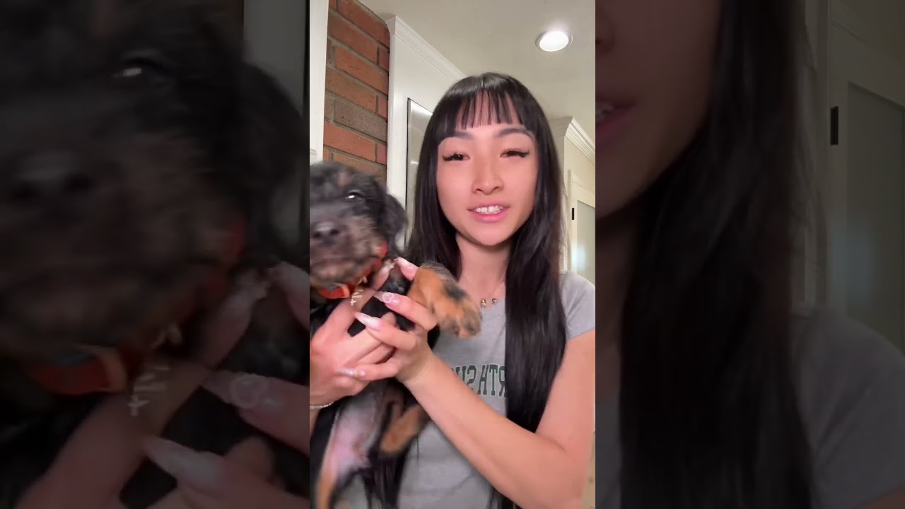 Energetic Jagdterrier puppy joins a growing and diverse family