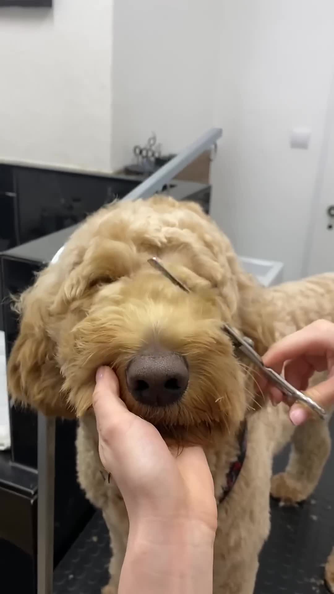How to trim Doodle face