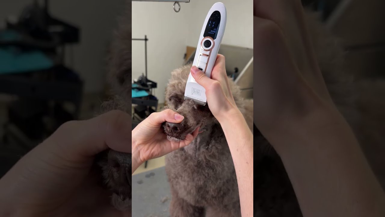 Classic poodle cut (shaved face & feet)