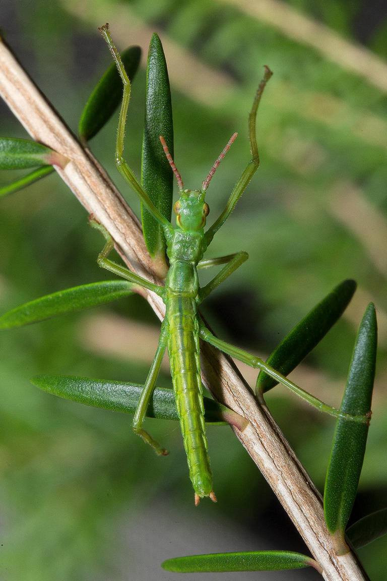 San Diego Zoo Wildlife Alliance Adds First-Ever Insect To Frozen Zoo