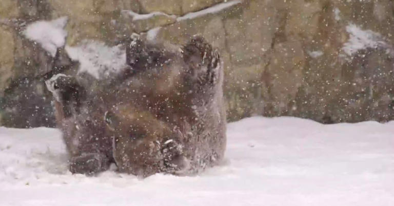 Brown bear, bison, other Brookfield Zoo residents enjoy adorable snow day