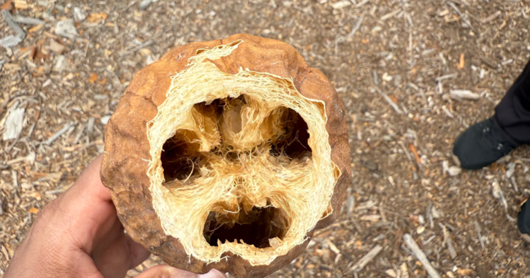 Luffas Don't Come from the Ocean? A Visit to California's Hidden Luffa Farm