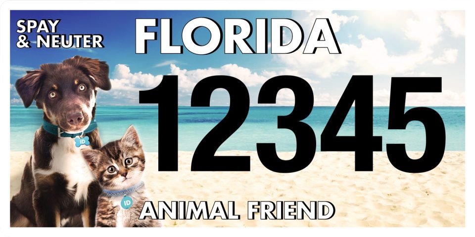 PURRR Adoption + Sanctuary Awarded $25,000 Grant from Florida Animal Friend