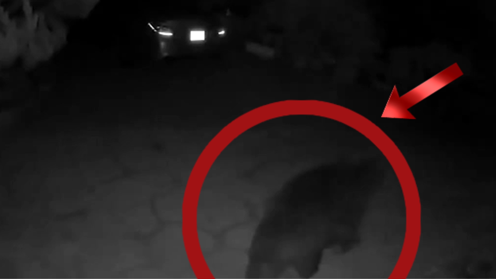 Altadena man who has bear living underneath his home gets surprise ...