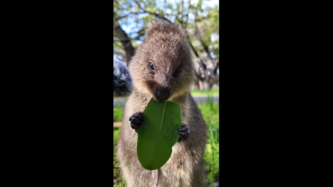 Quokka enjoys leaf snack on Rottnest Island, Australia