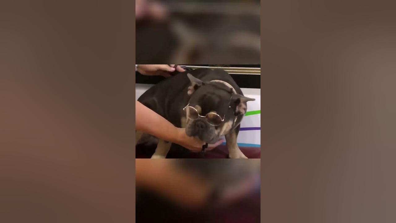 WOOF Eye Chart! | Just For Laughs Gags