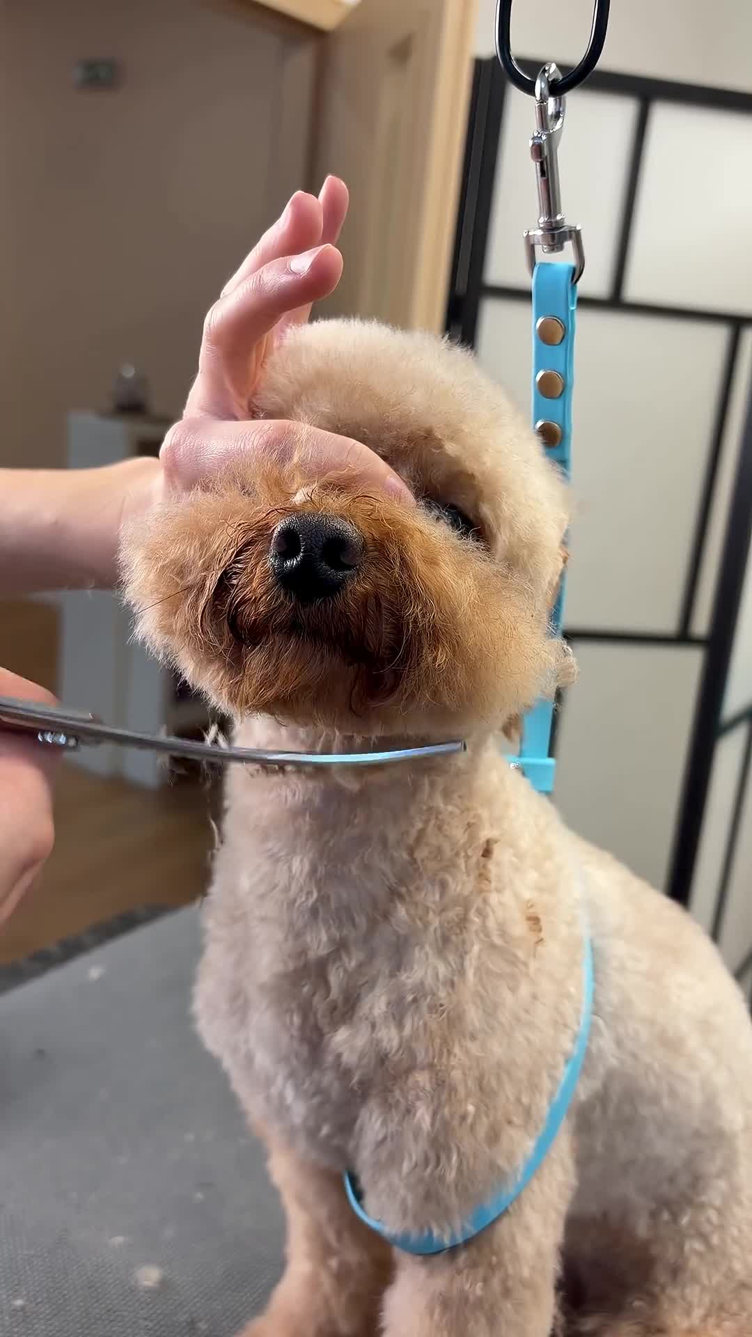 POV: client asked for the teddy cut 🧸