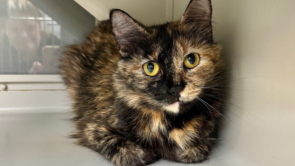 Local animal shelter overwhelmed as cat intake surges, seeks urgent ...