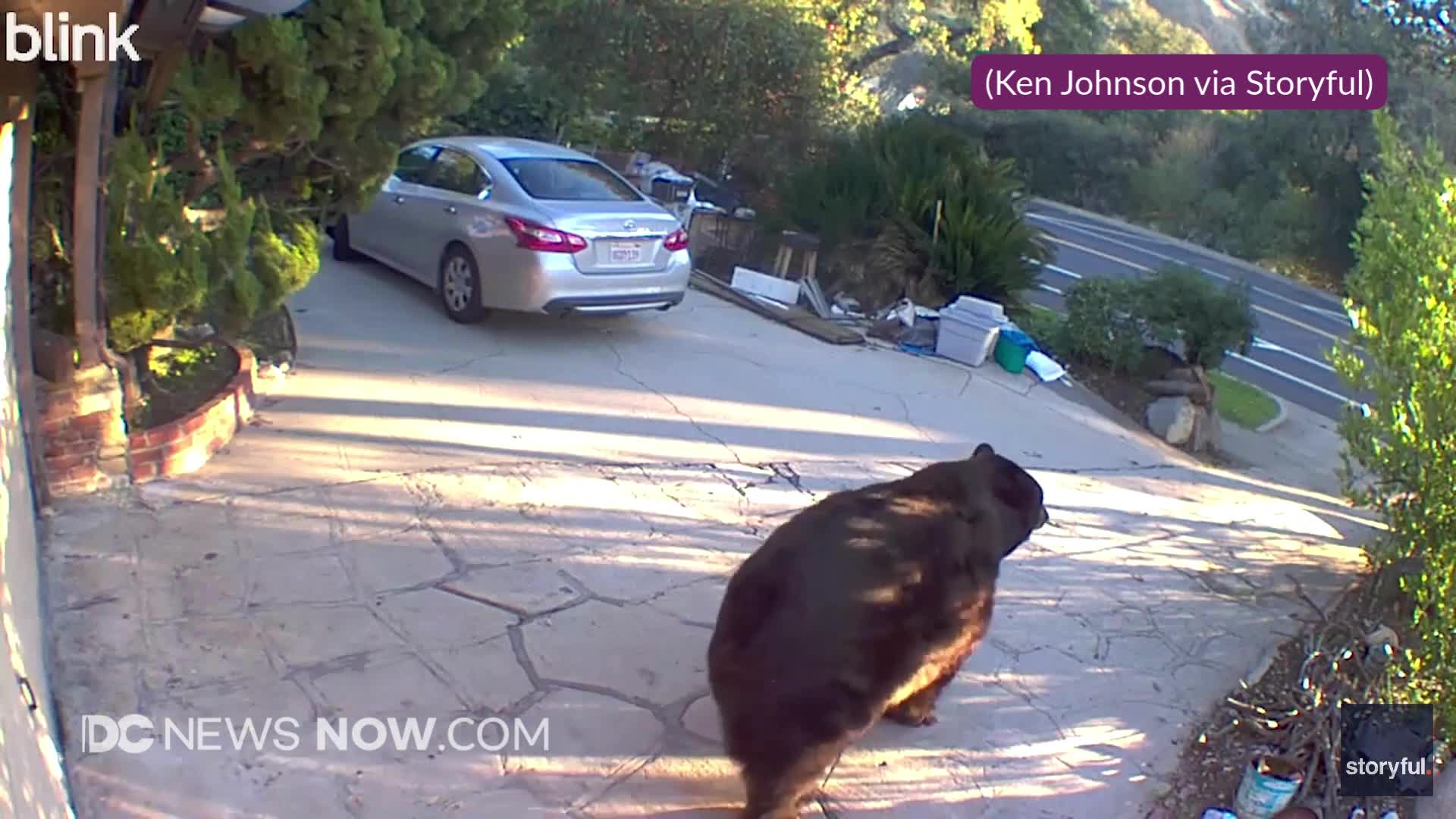 Bear Invades Home's Crawl Space in California