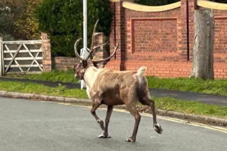 Runaway reindeer gets new 'control measures' after escaping Christmas ...