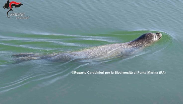 Sorpresa, c’è una foca monaca che nuota nelle acque di Punta Marina ...