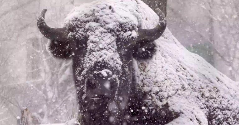 Brown bear, bison, other Brookfield Zoo residents enjoy adorable snow day