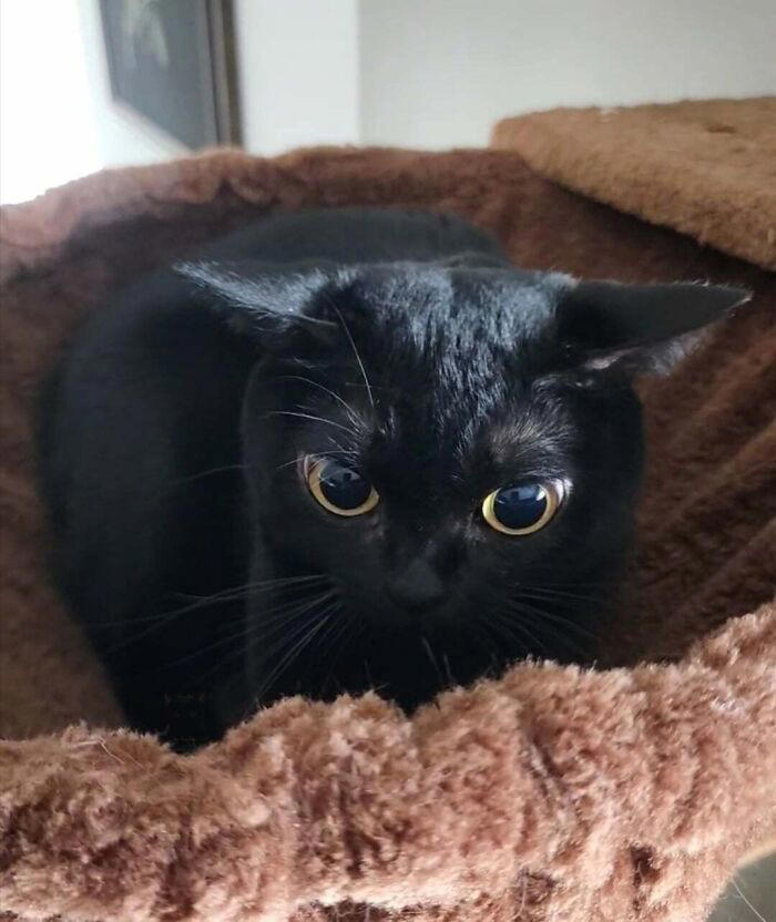 45 Pics Of Cats Moments Before They’re About To Attack Their Owners