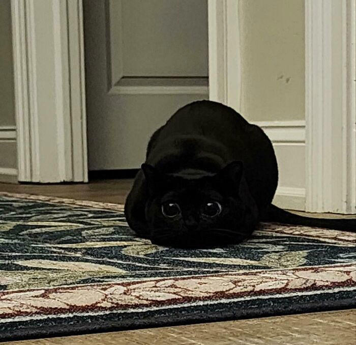 45 Pics Of Cats Moments Before They’re About To Attack Their Owners