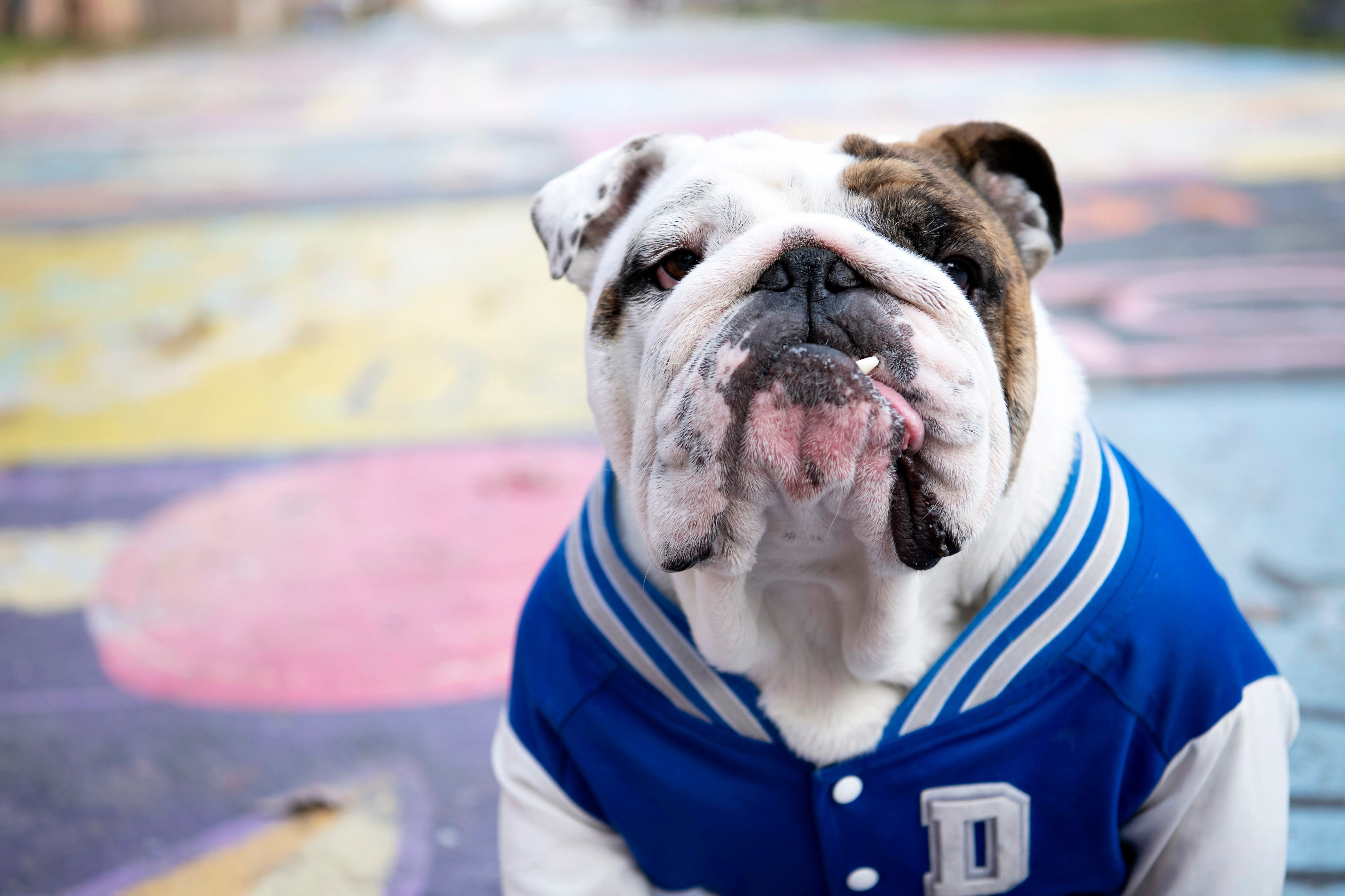 Griff II, Drake University’s beloved live mascot, to retire this spring