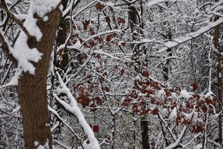 Pittsburgh looks great in the season's first snow