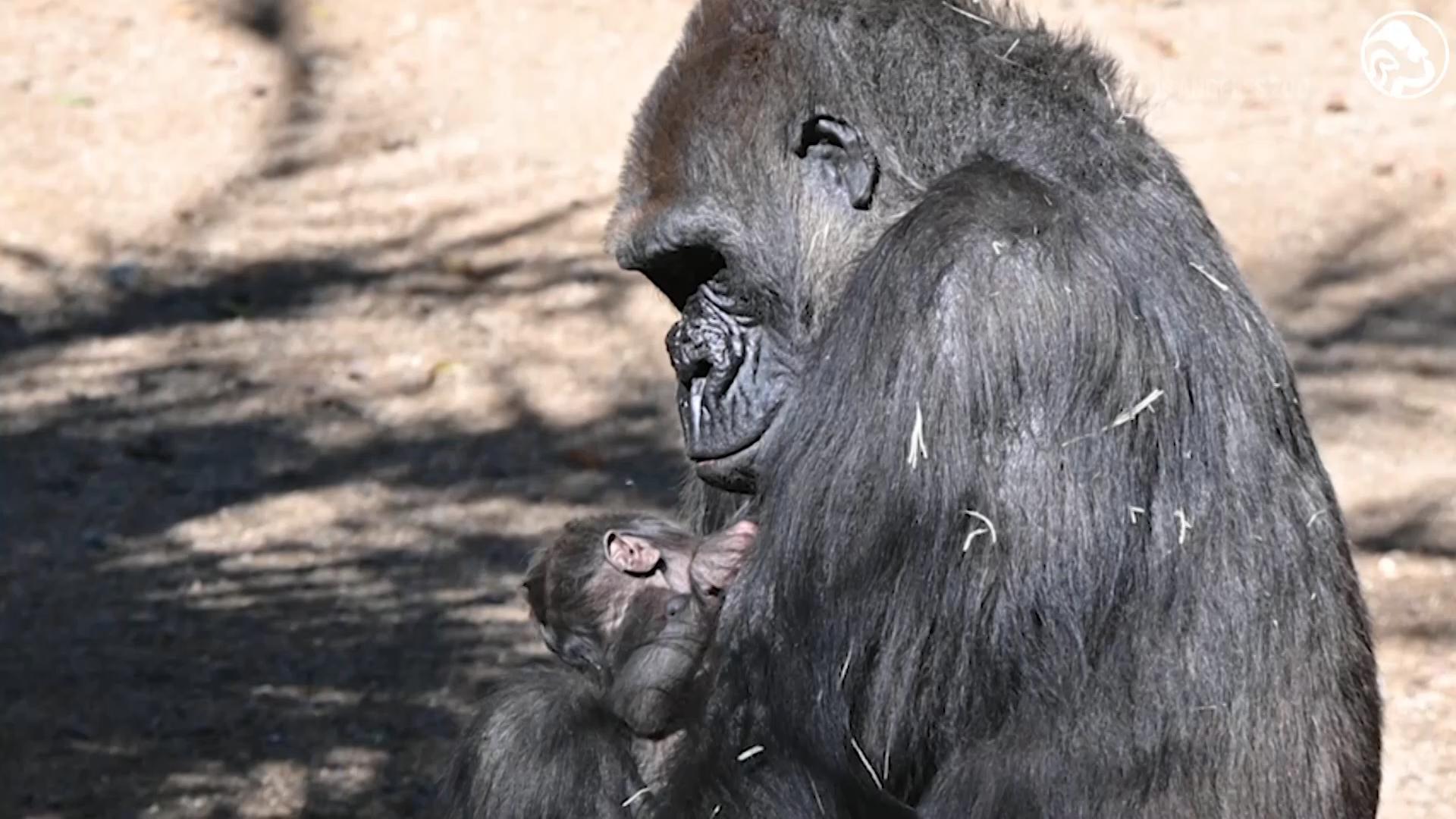 New baby gorilla born at Los Angeles Zoo, fifth great ape this year