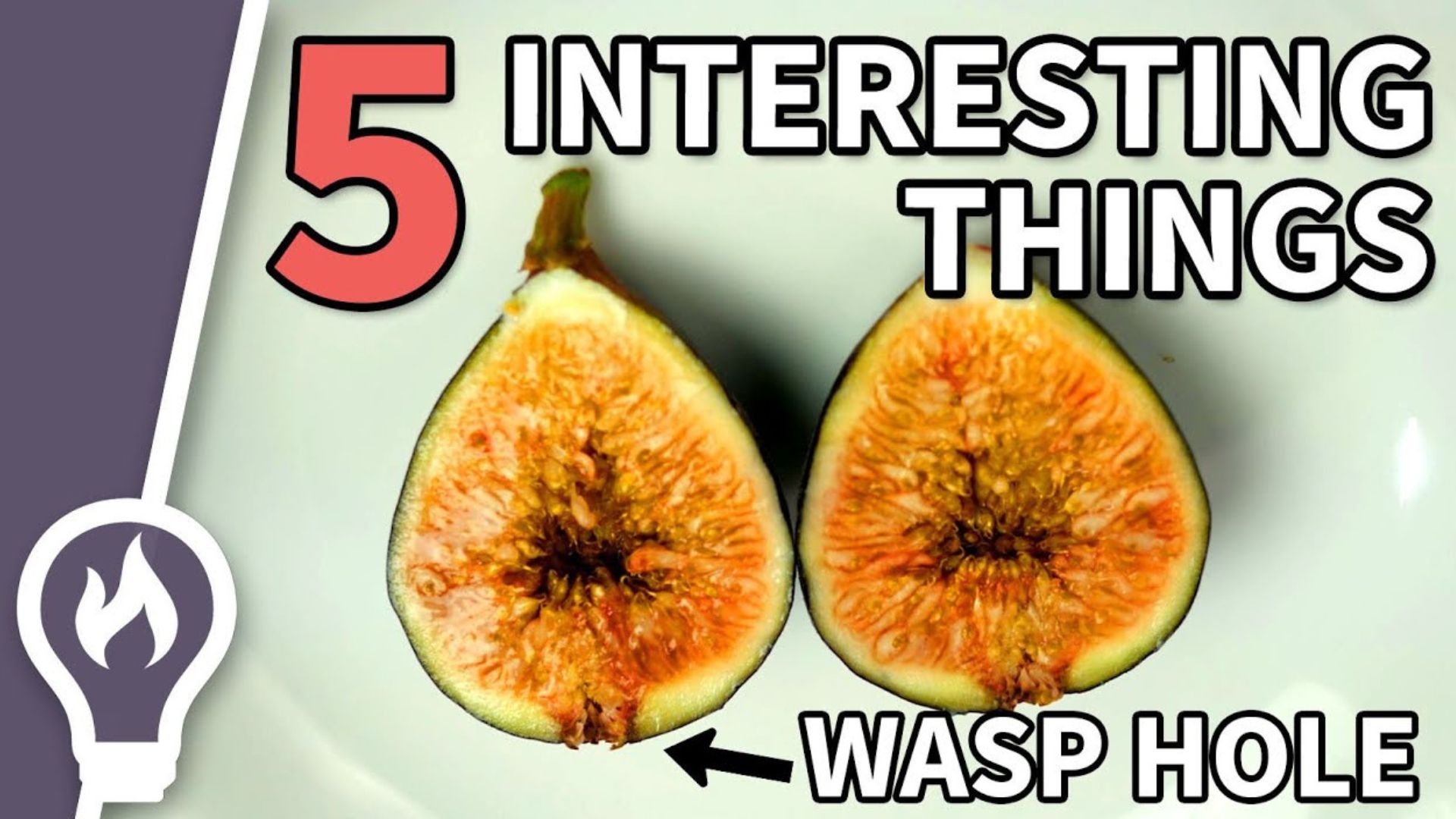 Fig Wasps