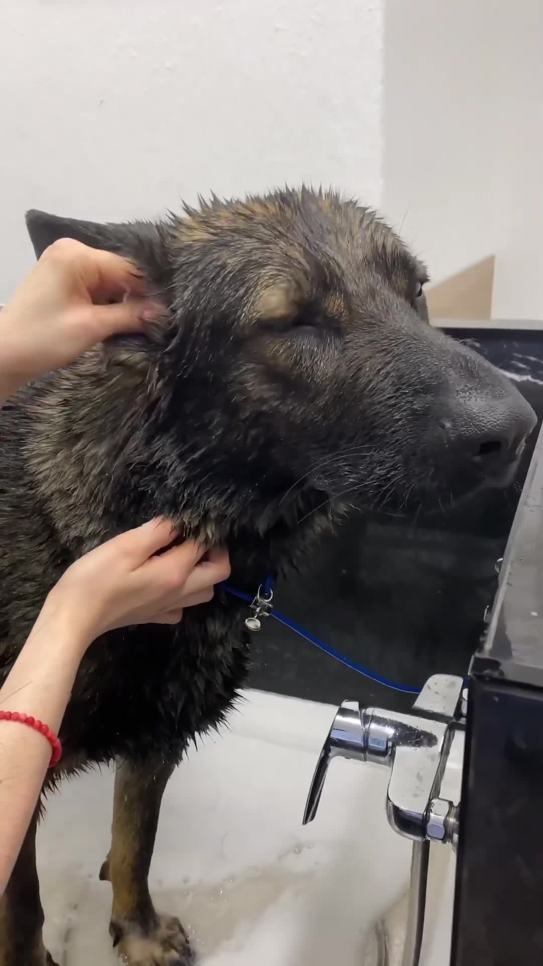 German shepherd grooming!
