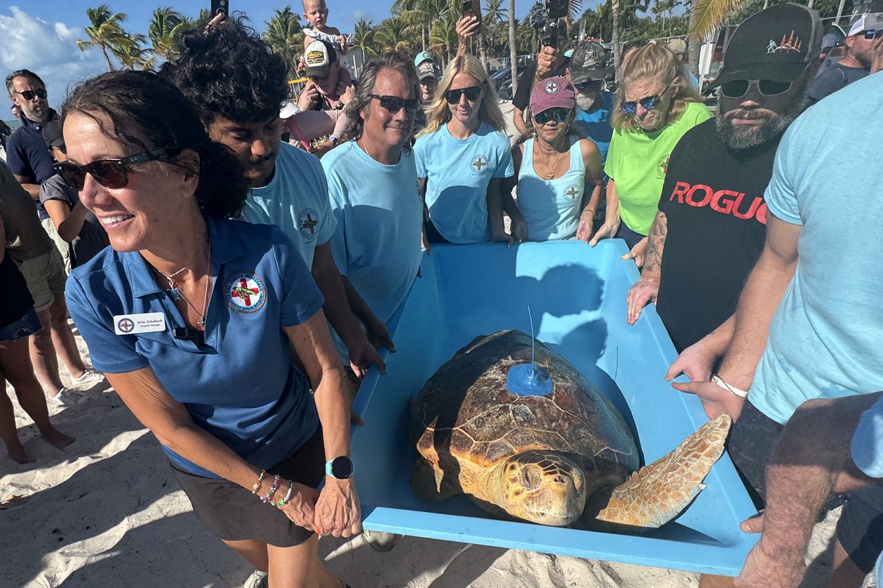 A 170-pound loggerhead turtle named Molly has been released back into ...