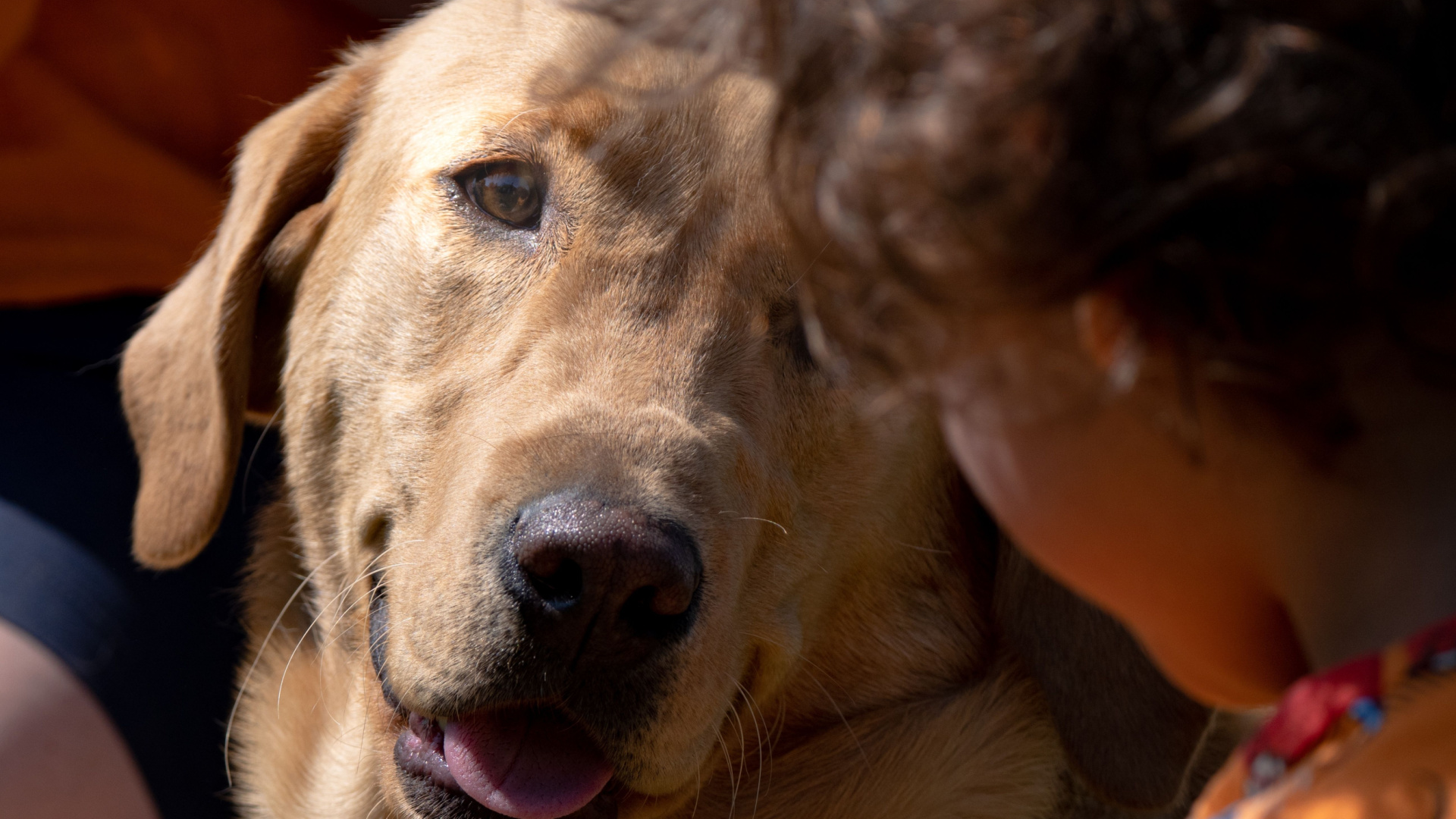 If Pets Could Talk – 10 Things Your Dog Or Cat Would Probably Say About You