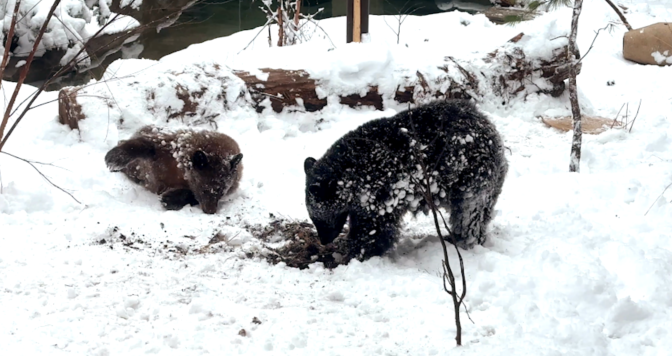 Cincinnati Zoo animals enjoy first big snowfall of the season