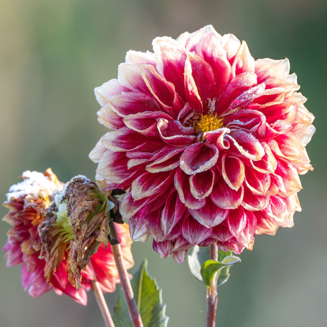 Stop Guessing When to Cut Back Dahlias in Winter – My One Simple Rule ...