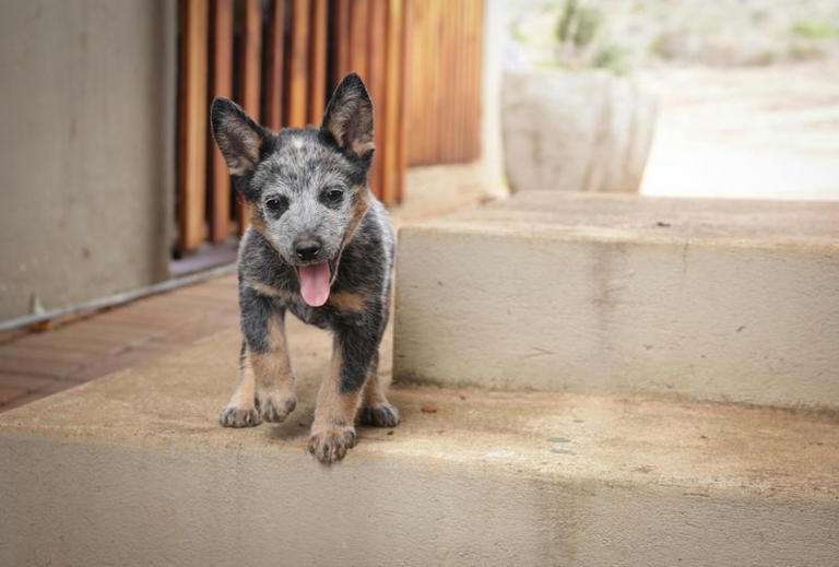 Key Things You Should Know About The Blue Heeler, The True Australian ...