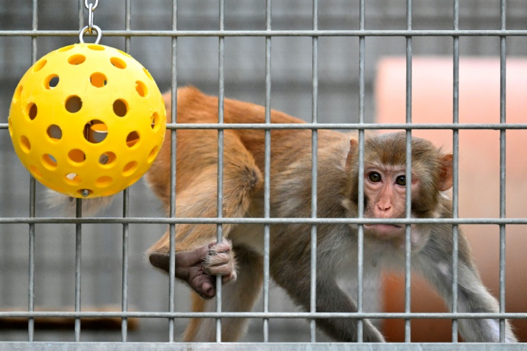 US medical agency will scale back testing on monkeys