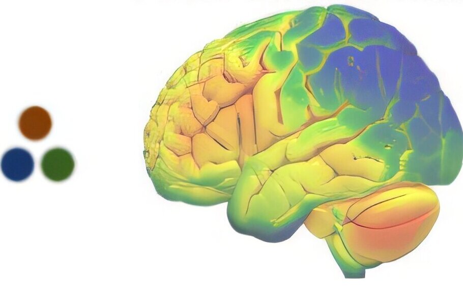 Brain researchers draw cellular blueprint for how we think and feel