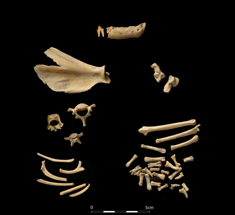 5,500-Year-Old Wildcat Discovery in Ireland Stuns Archaeologists