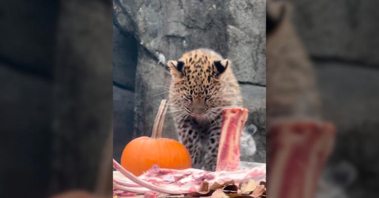 Brown bear, bison, other Brookfield Zoo residents enjoy adorable snow day