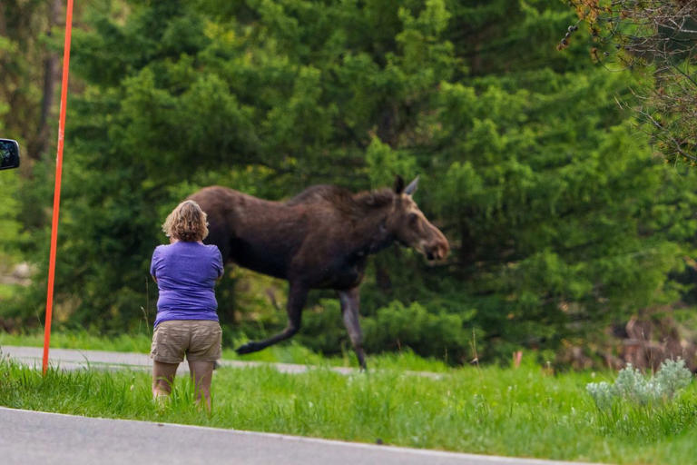 6 Common Mistakes Visitors Make at Yellowstone National Park—and How to ...