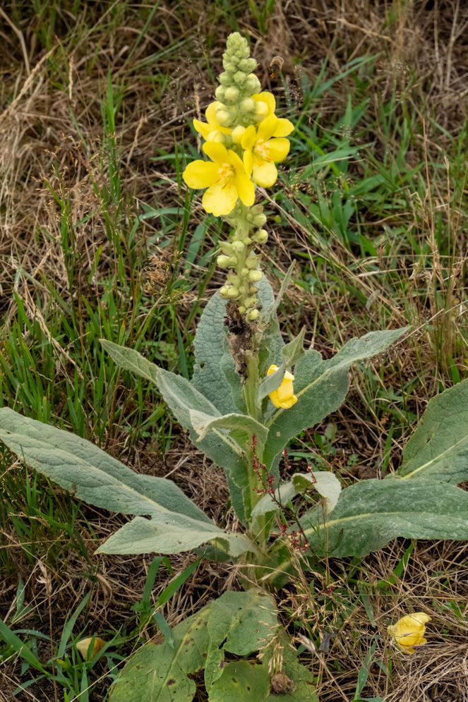 Common mullein plant: Weed or flower?