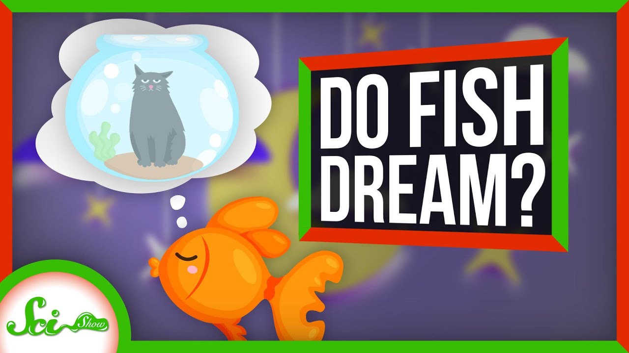Do fish dream?