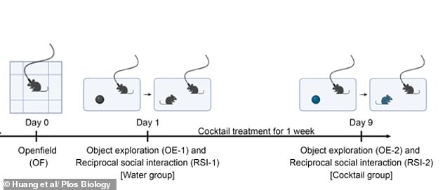 Scientists unveil supplement trio that REVERSES autism in mice - and ...