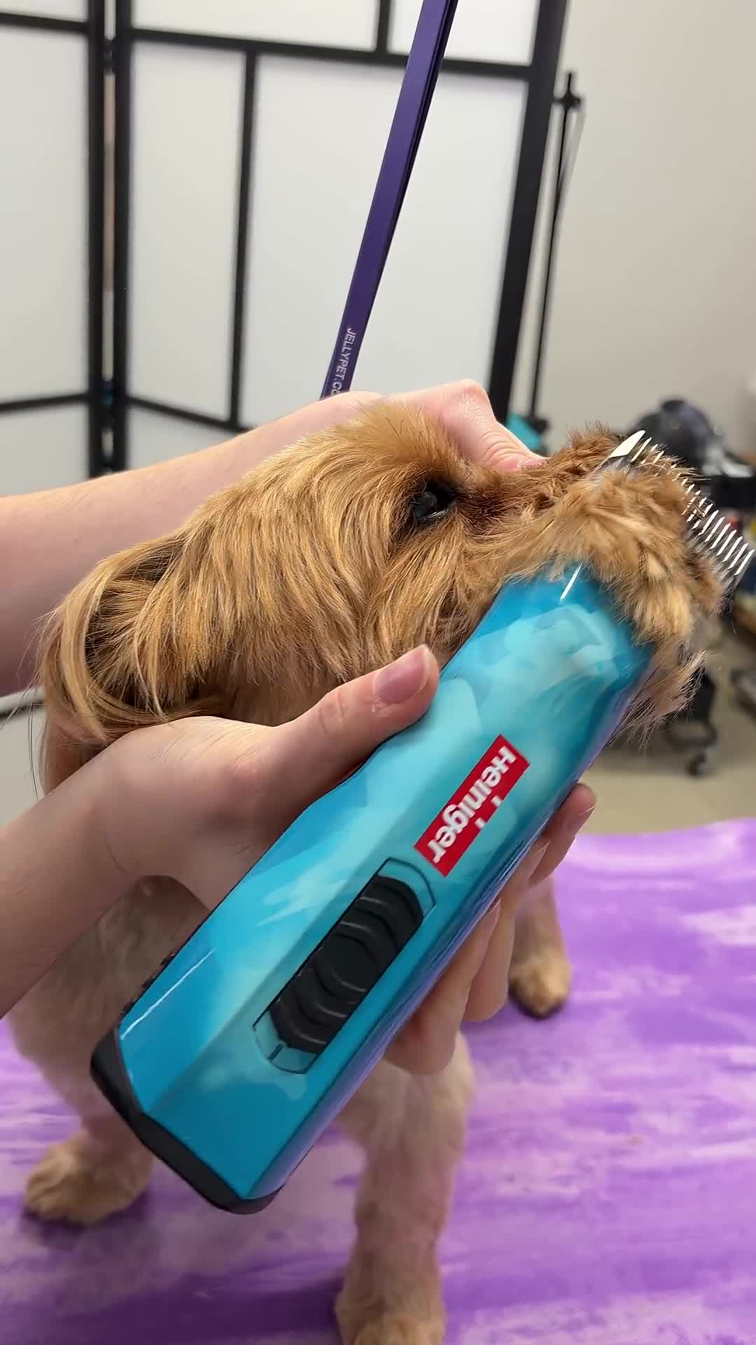 Such a good boy waiting for his haircut