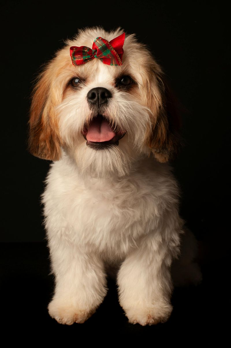 10 Dog Breeds That Look Like Puppies Forever