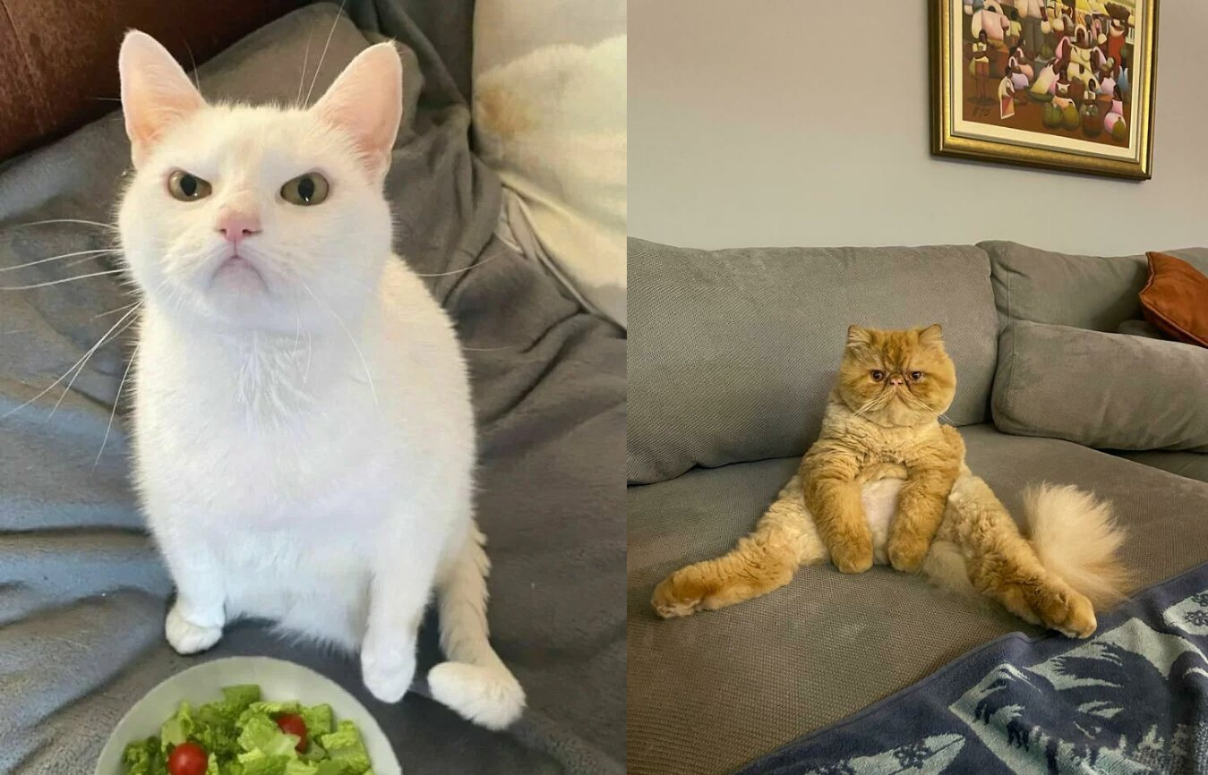 30 Funny Cats Who Had Us Cackling