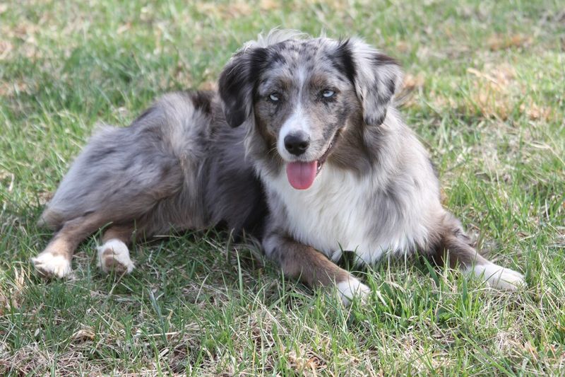 10 Dog Breeds That Have Similar Traits to Australian Shepherds