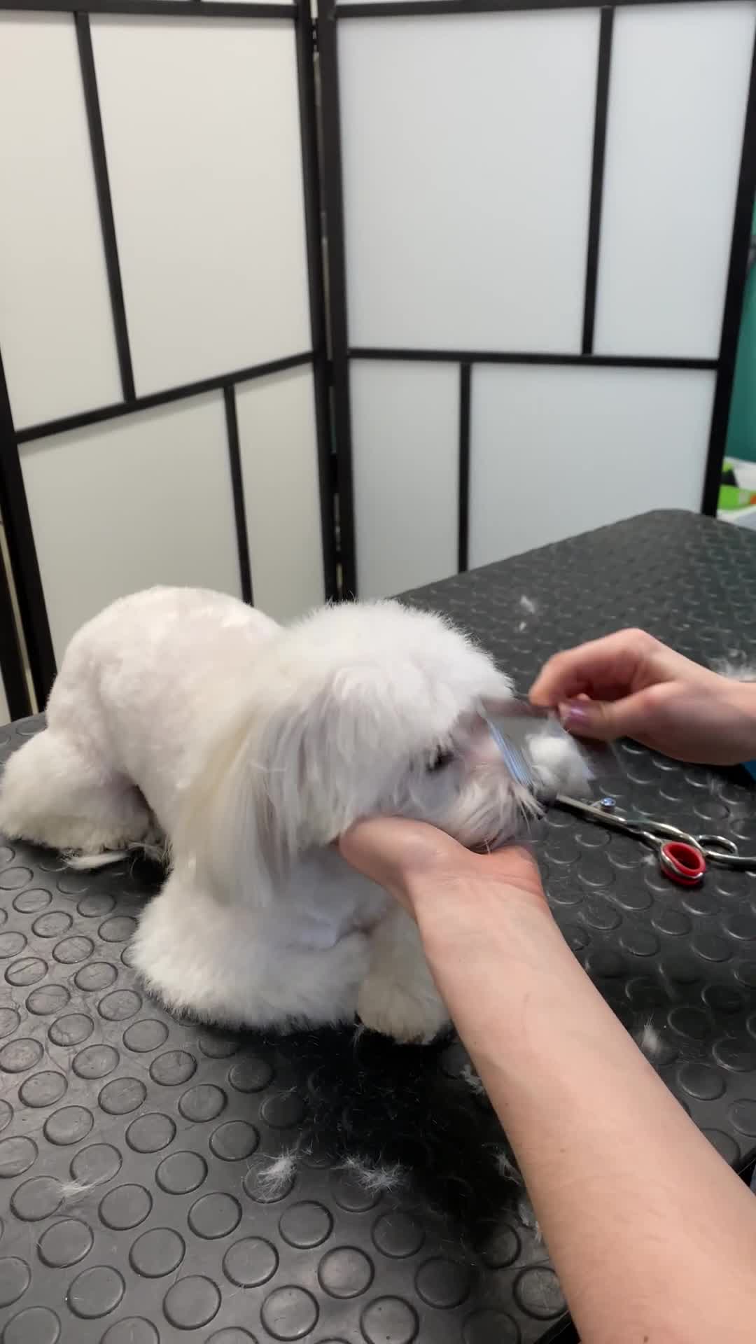 Maltese dog face trim - step by step