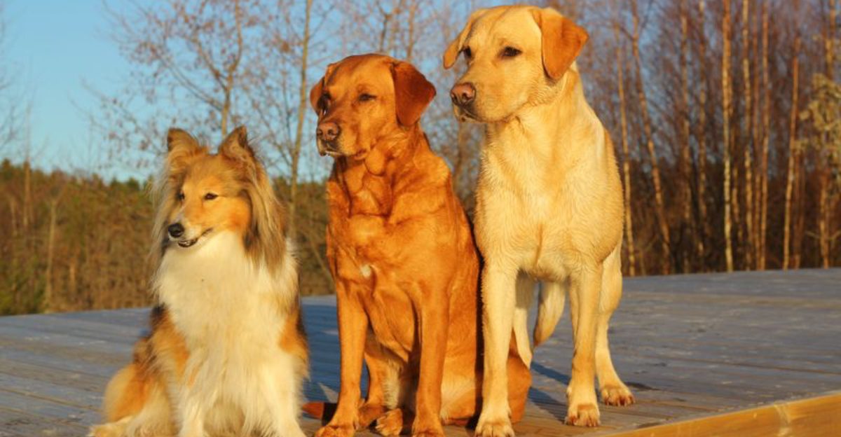 15 Dog Breeds That Share Many Traits with Labrador Retrievers