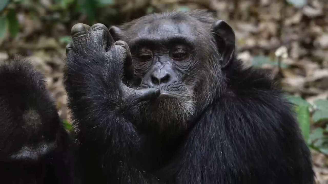 Are Transgender Animals Actually Real