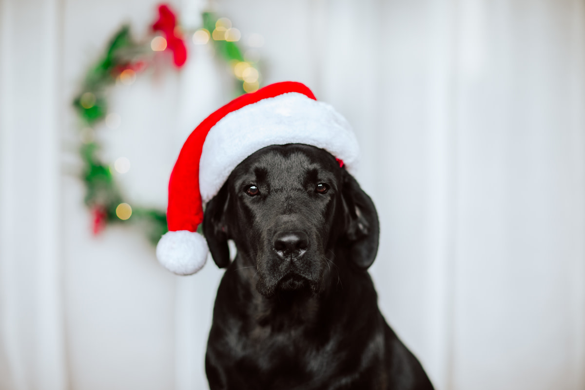Black Labrador's Christmas Sweater Looks Like an Off-the-Shoulder ...