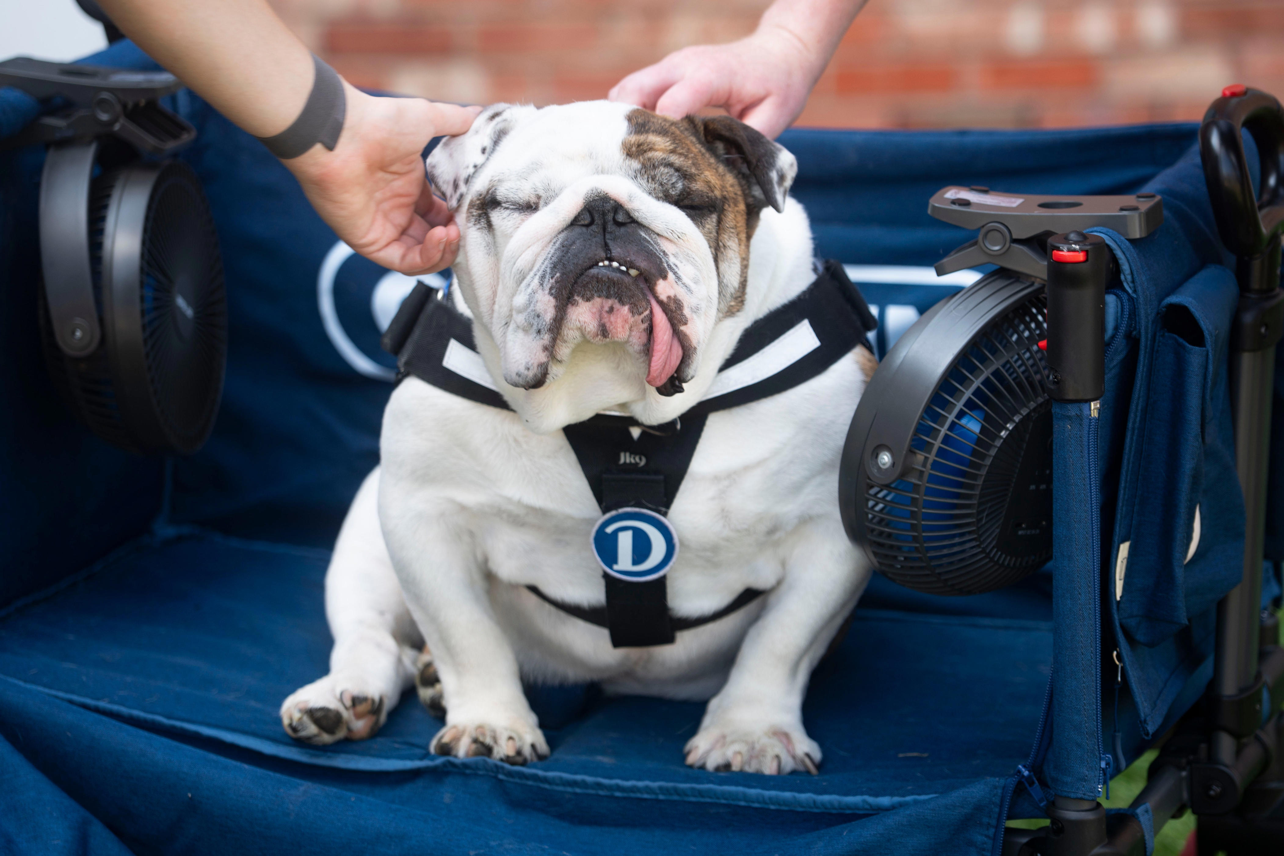 Griff II, Drake University's live bulldog mascot, is retiring in 2026