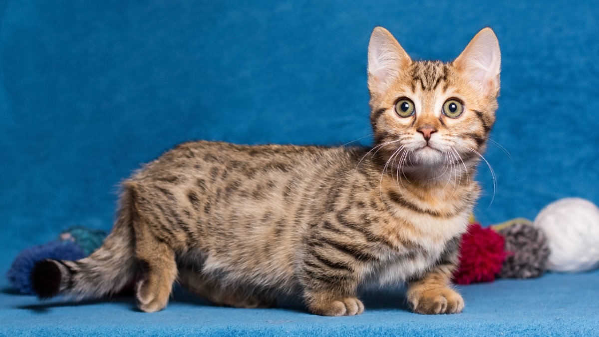 10 adorable cat breeds so tiny you can carry them in one hand
