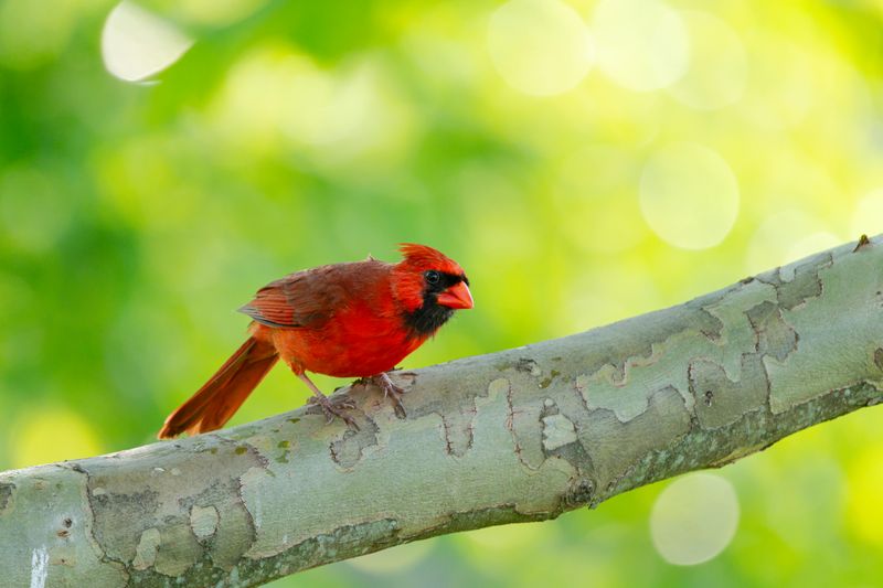 10 Animals In Your Yard Offering A Hopeful Message If You’re Listening